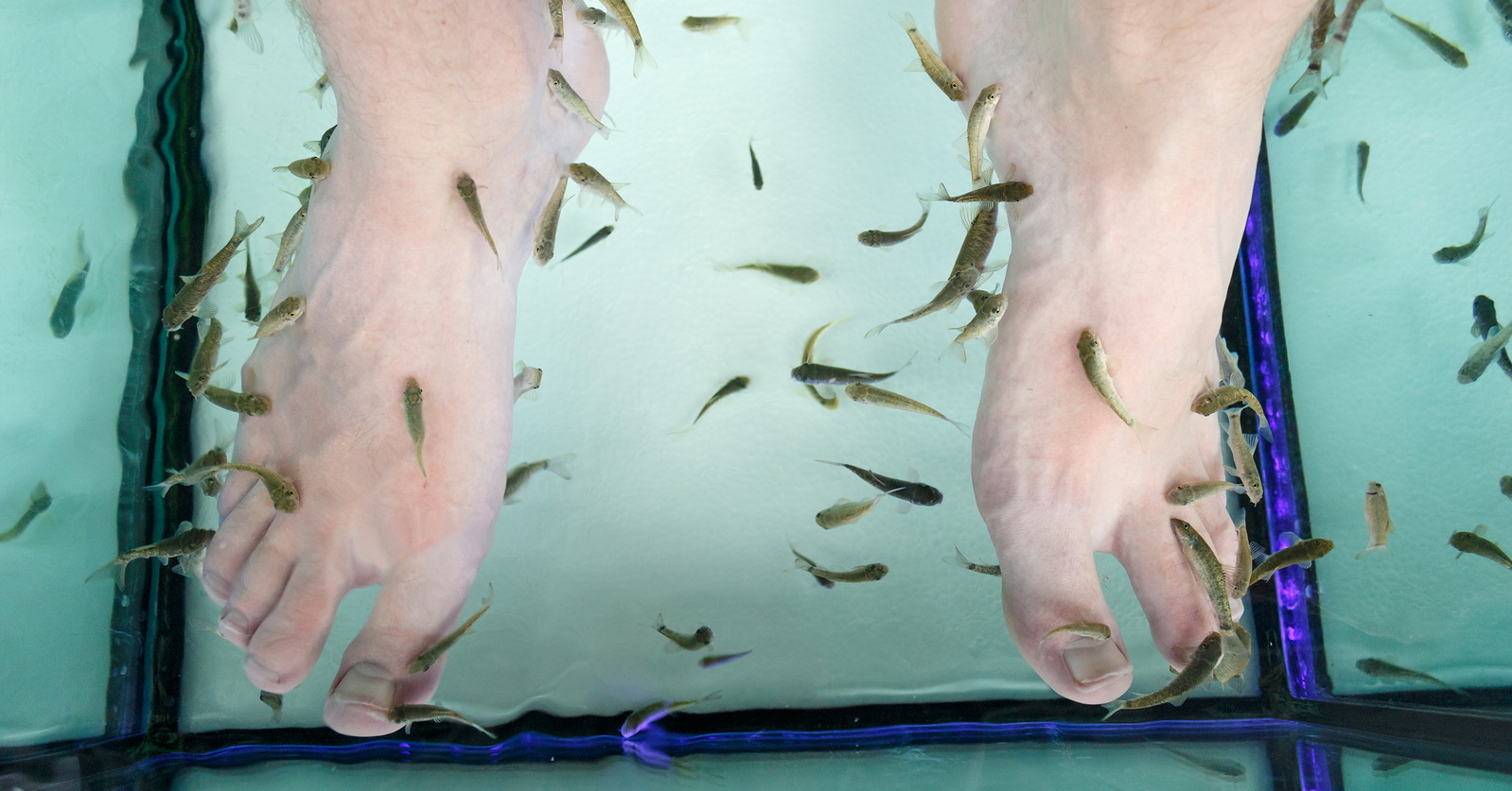 Fishy Business: a Look at Thailand's fish pedicures - Chiang Mai Citylife