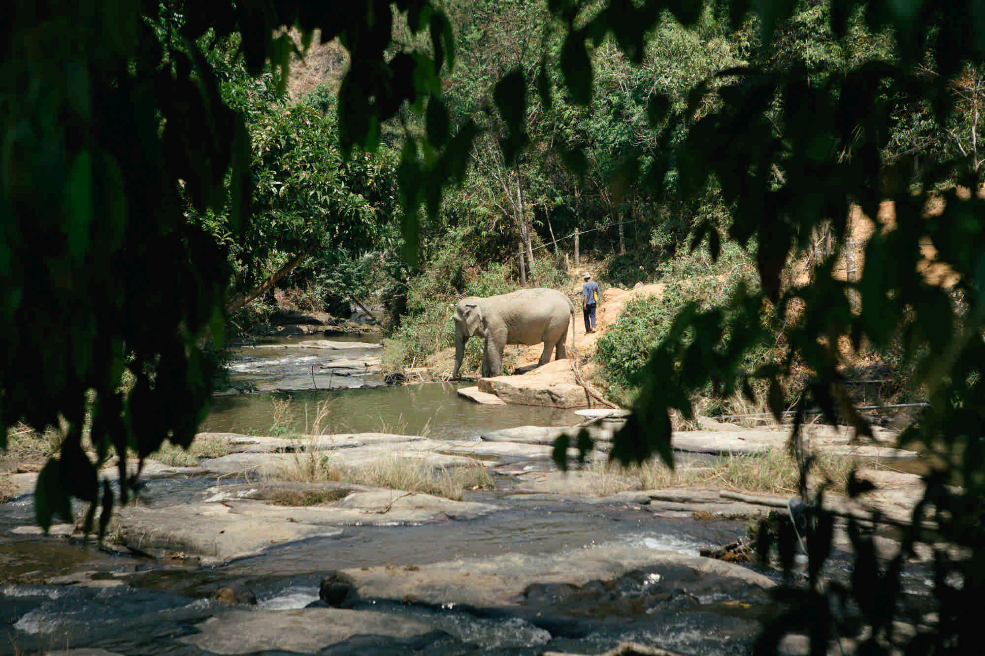 Chang Chill: An Elephant and Mahout Friendly Venue - Chiang Mai Citylife