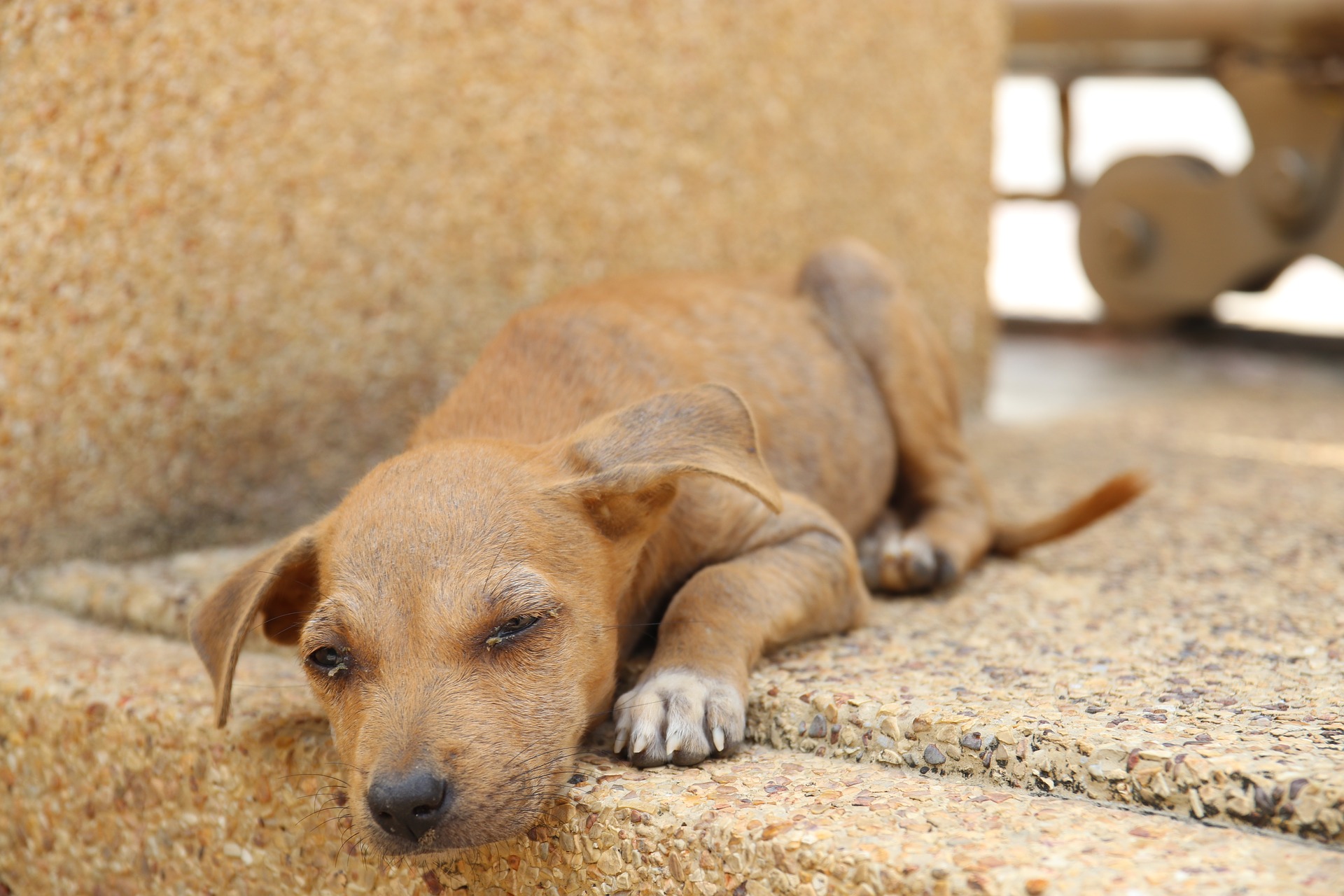 From our hands to their paws: Help Chiang Mai’s street dogs - Chiang ...