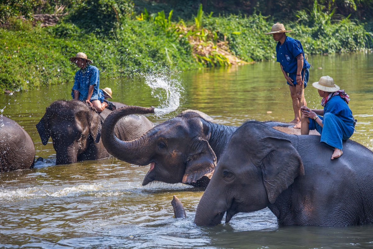 Thai Elephant Conservation Centre and Thung Kwian Plantation - Explore ...