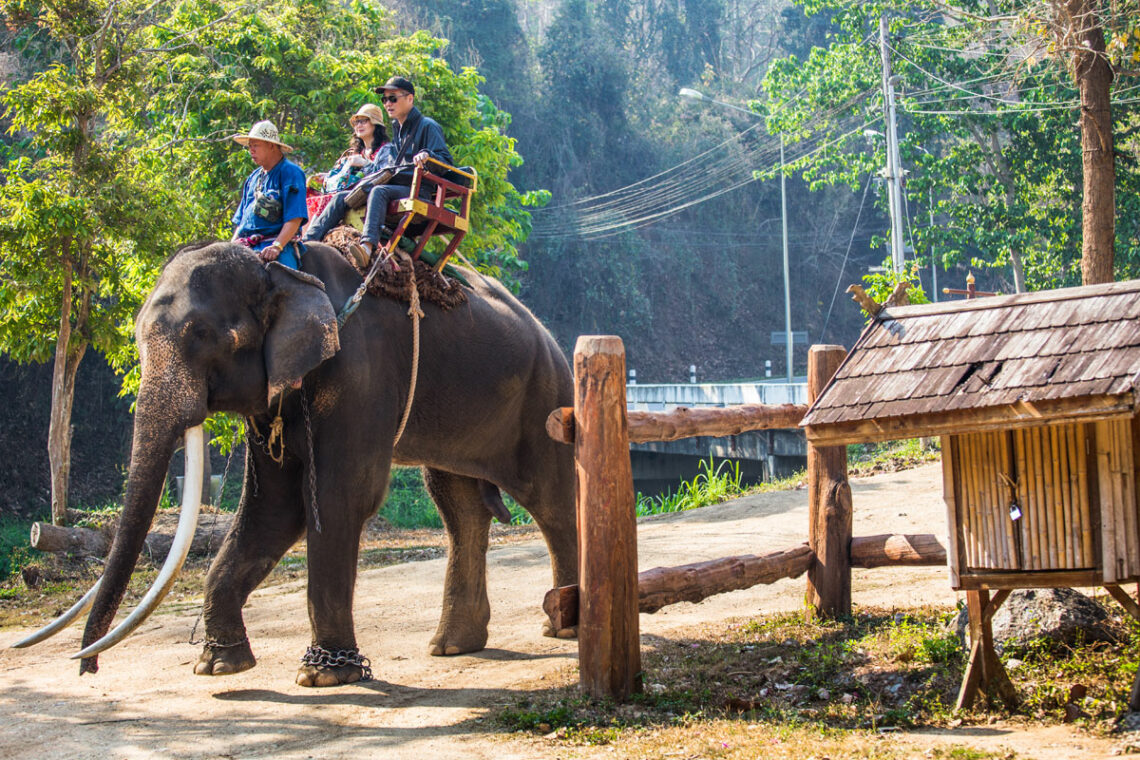 Thai Elephant Conservation Centre and Thung Kwian Plantation - Explore ...