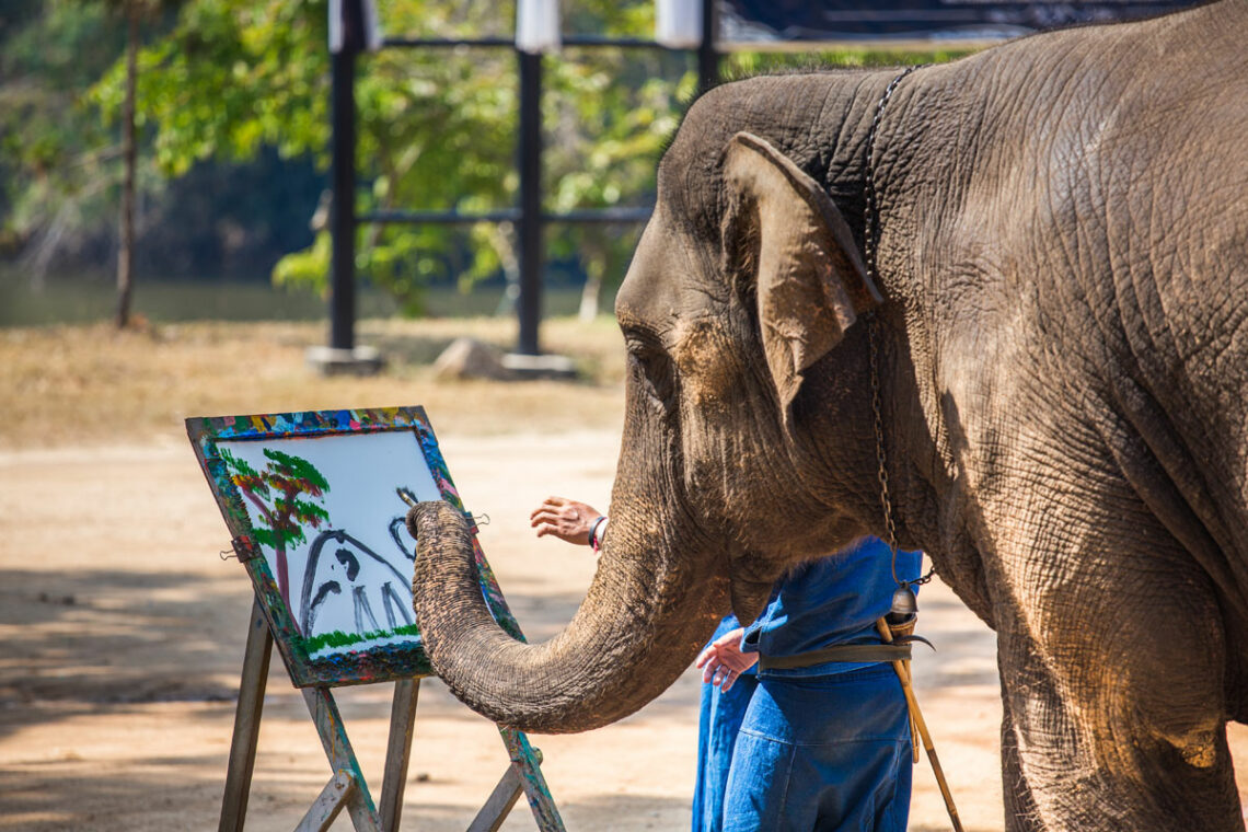 Thai Elephant Conservation Centre and Thung Kwian Plantation - Explore ...