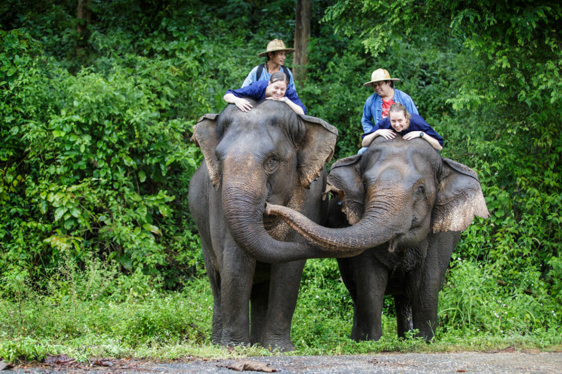 Thai Elephant Conservation Centre and Thung Kwian Plantation - Explore ...