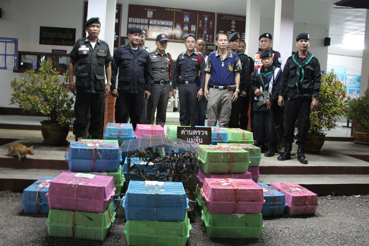 Protected Bird Smuggler Arrested, Birds Set Free - Chiang Mai Citylife ...