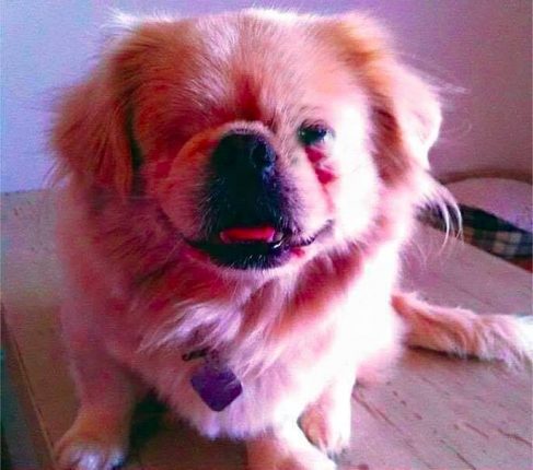 50k Reward for a Lost Dog - Chiang Mai CityNews