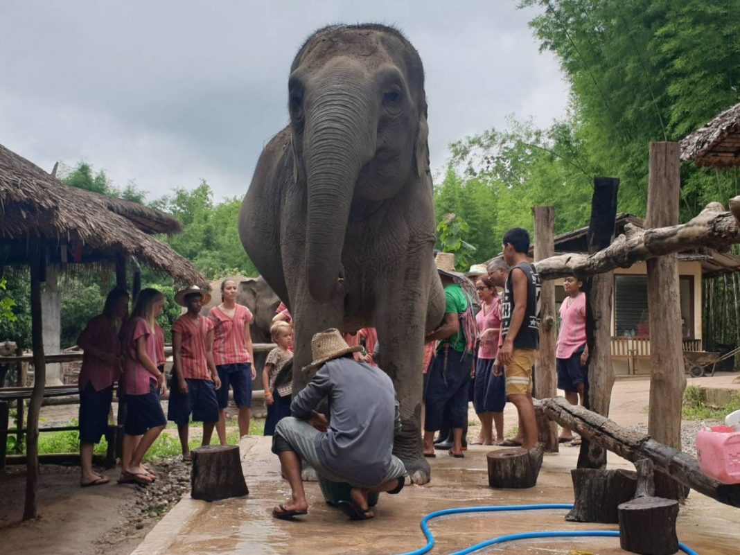 Camp offers tourists elephant foot spa experience - Chiang Mai Citylife ...