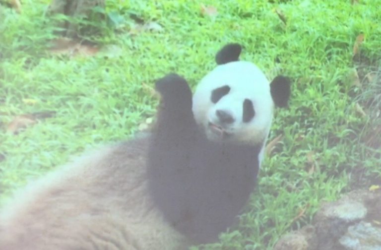 Chiang Mai beloved giant panda dies