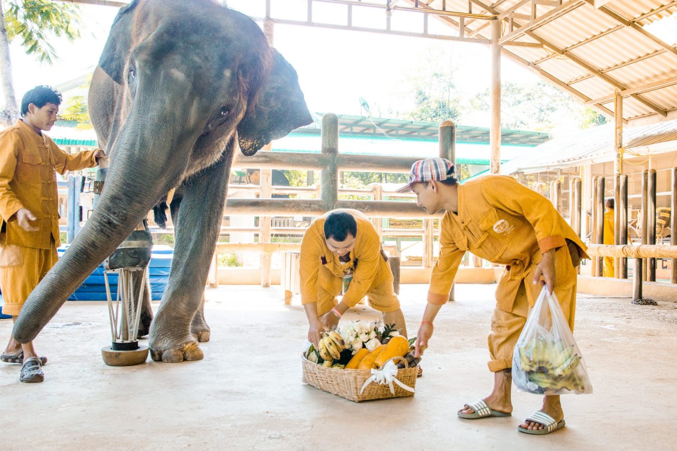 Elephant Parade celebrates Mosha’s 15th birthday - Chiang Mai Citylife ...